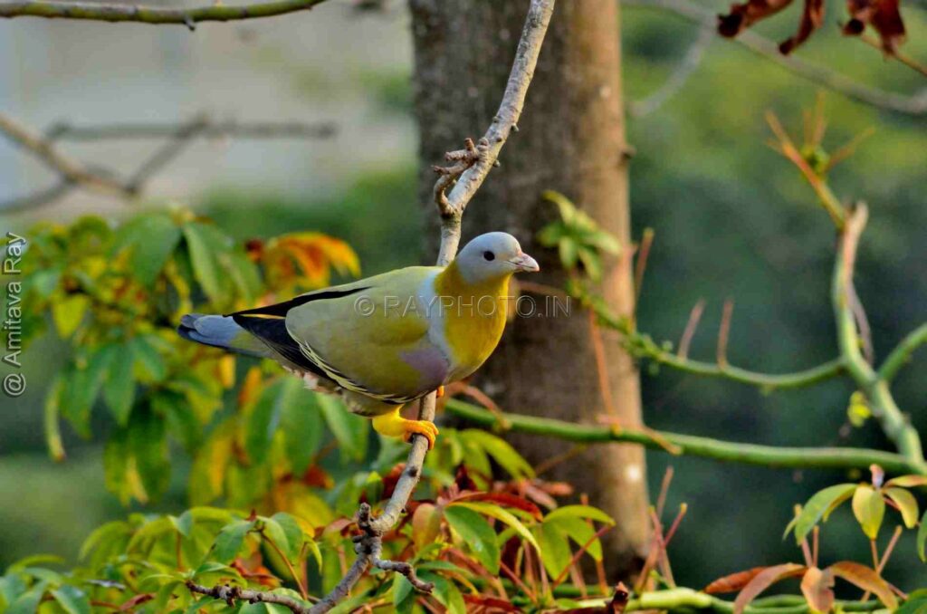 11 Yellow footed Green pigeon food, information | Whizzed Net