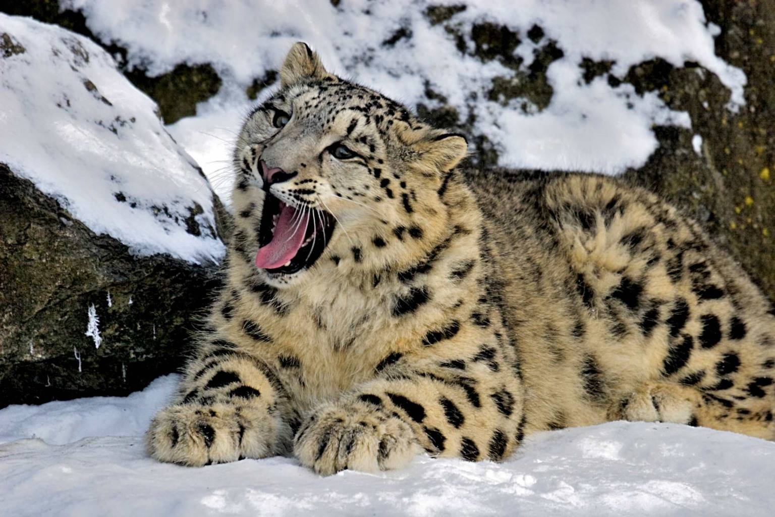9 Snow Leopard Facts and Information Habitat | Whizzed Net
